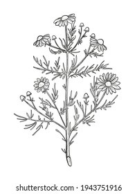 Matricaria Stock Vectors, Images & Vector Art | Shutterstock
