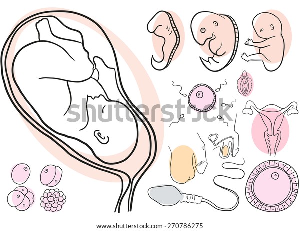 Vector Childbearing Conception Pregnancy Collection Set Stock Vector ...