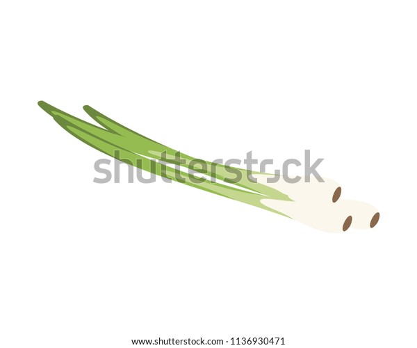 Vector Chive Illustration Isolated Cartoon Style Stock Vector (Royalty ...