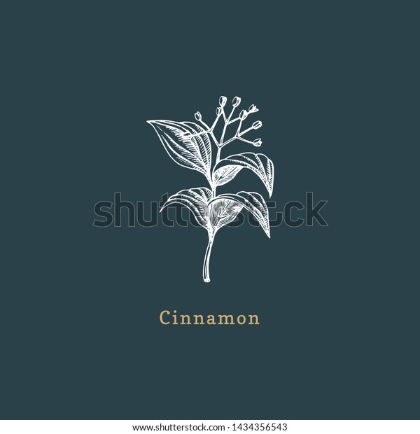 Vector Cinnamon Sketch Drawn Spice Herb Stock Vector (Royalty Free ...
