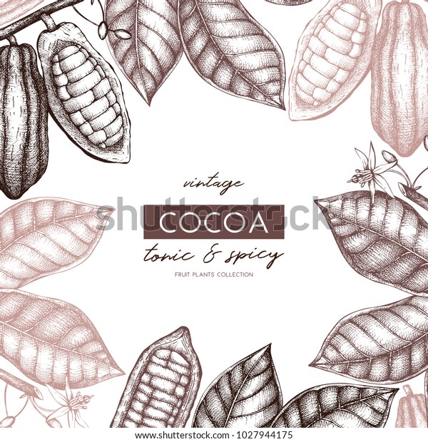 Vector Cocoa Tree Illustration Vintage Background Stock Vector (Royalty ...