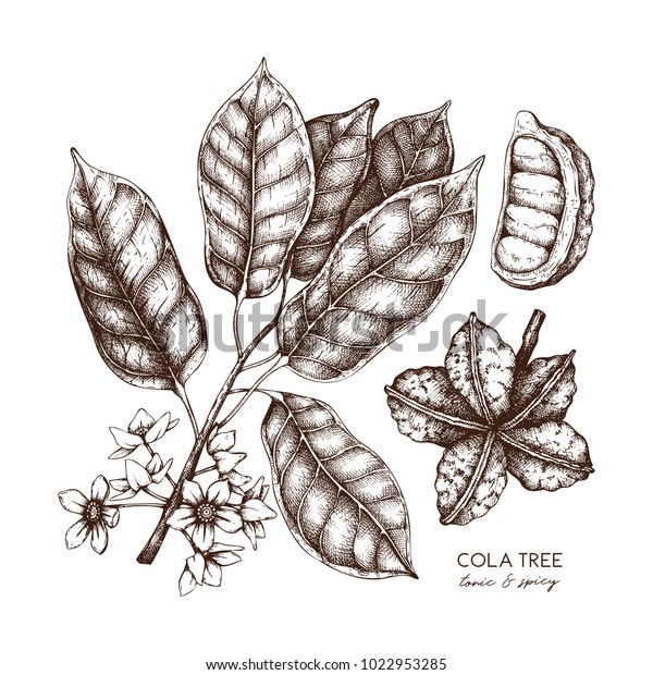 Vector Cola Tree Vintage Sketch Hand Stock Vector (Royalty Free ...