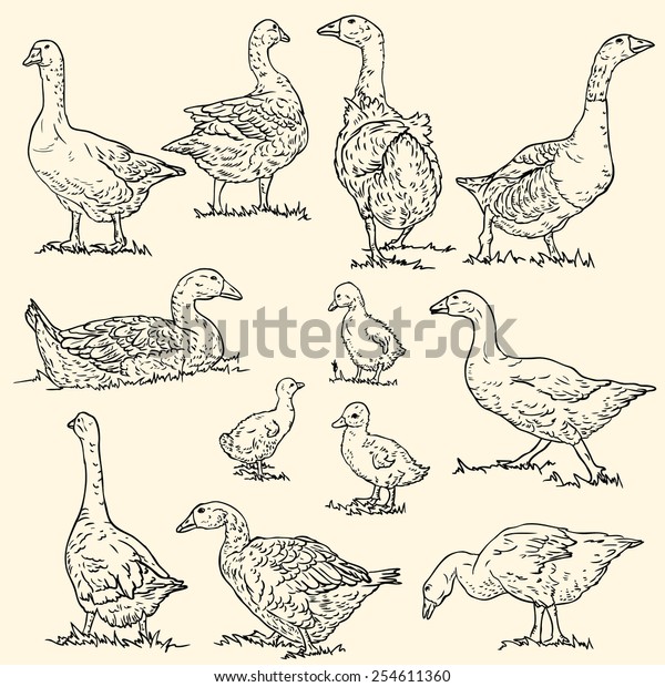 Vector Collection Goose Geese Line Drawing: vetor stock (livre de ...