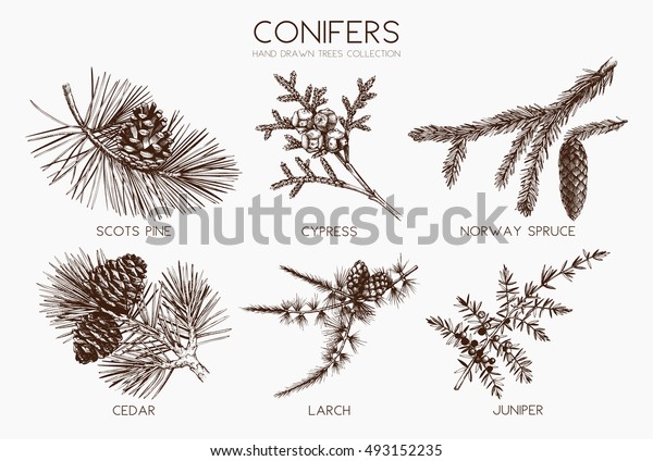 Vector Collection Hand Drawn Botanical Conifers Stock Vector (Royalty ...