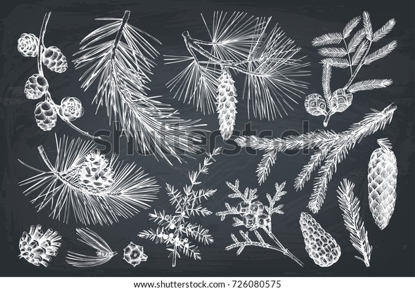 Vector Collection Hand Drawn Conifers Illustration Stock Vector ...