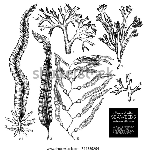 Vector Collection Hand Drawn Seaweed Illustrations Stock Vector ...