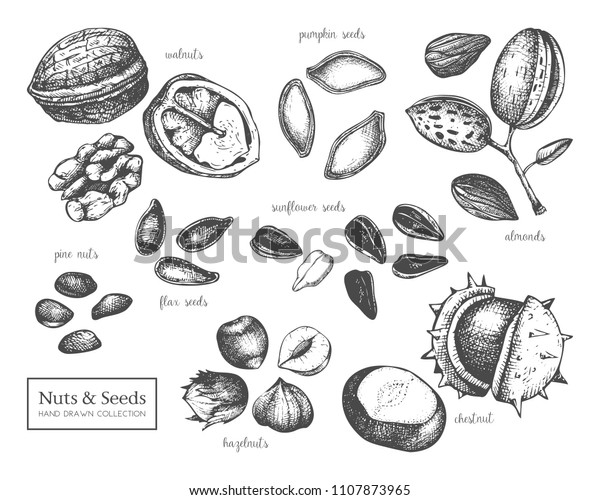 Vector Collection Hand Drawn Seeds Nuts Stock Vector (Royalty Free ...