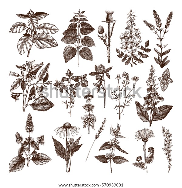 Vector Collection Hand Drawn Weeds Herbs Stock Vector (Royalty Free ...