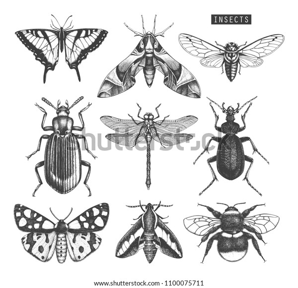 Colección vectorial de bocetos de insectos muy detallados. Mariposas ...