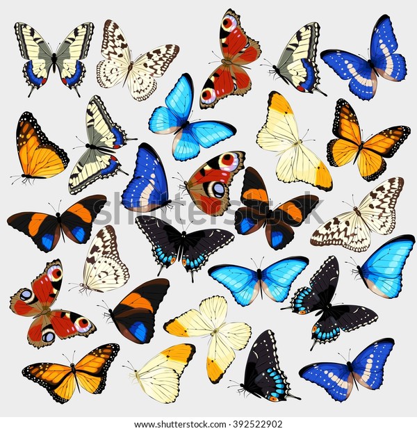 Vector Collection Realistic High Detailed Butterflies Stock Vector ...