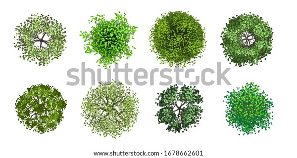 Vector collection. Realistic trees. Top view. Different plants and ...
