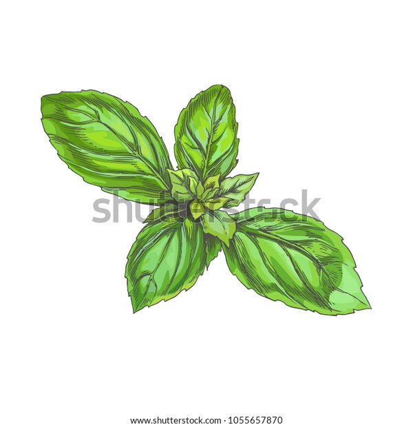 Vector Color Basil Branch Isolated On Stock Vector (Royalty Free ...