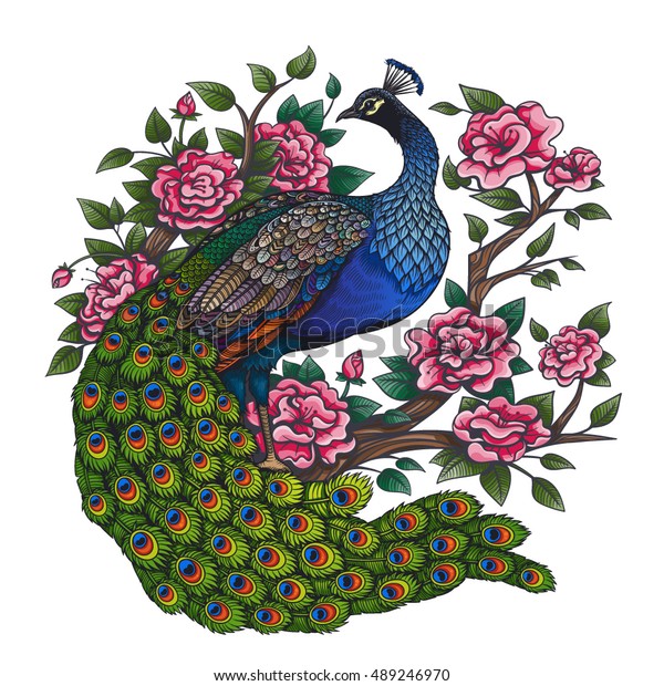 Vector Color Peacock Roses Illustration Stock Vector (Royalty Free ...