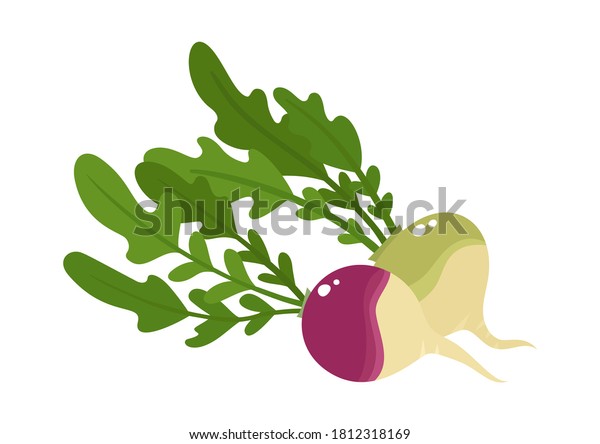 Vector Colorful Composition Rutabaga Vegetable Isolated Stock Vector ...
