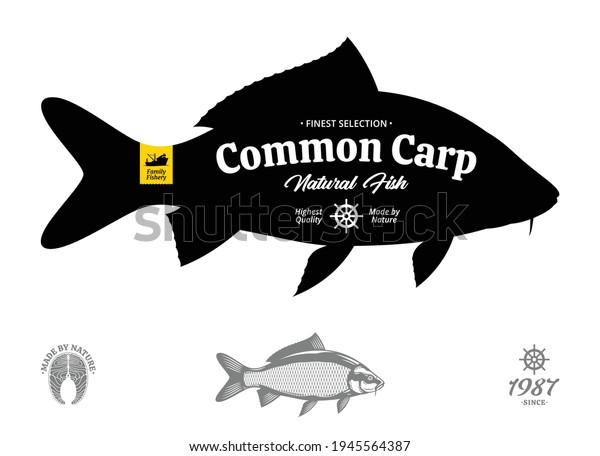 Vector Common Carp Illustration Isolated On Stock Vector (Royalty Free ...