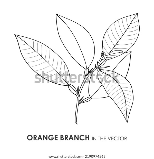 Vector Contour Drawing Orange Branch On Stock Vector (Royalty Free ...