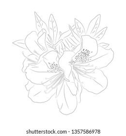 Vector Contour Illustration Dwarf Korean Azalea: เวกเตอร์สต็อก (ปลอดค่า ...