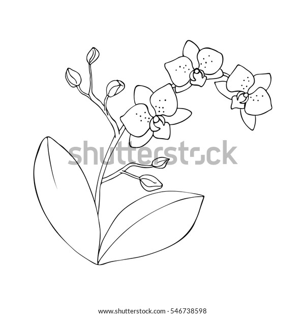 Vector Contour Illustration Orchid Flowers Stock Vector (Royalty Free ...