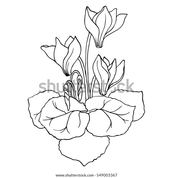 Vector Contour Monochrome Illustration Cyclamen Flowers Stock Vector ...