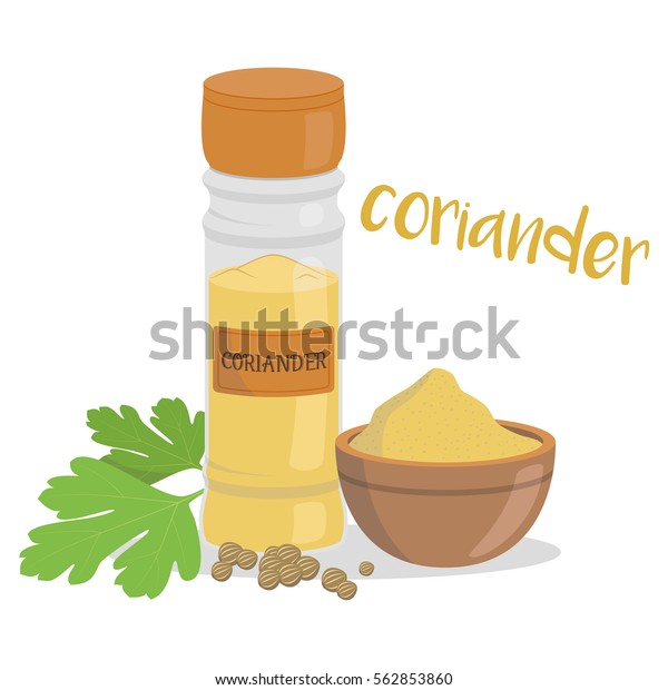 Vector Coriander Illustration Isolated Cartoon Style Stock Vector ...