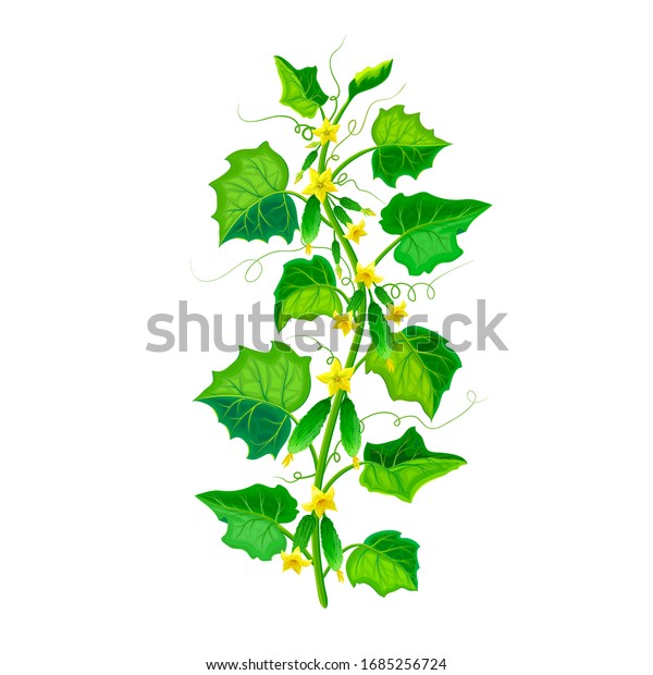 Vector Cucumber Plant Illustration Isolated On Stock Vector (Royalty ...