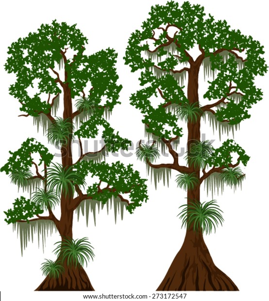 149,668 Spanish tree 图片、库存照片和矢量图 | Shutterstock