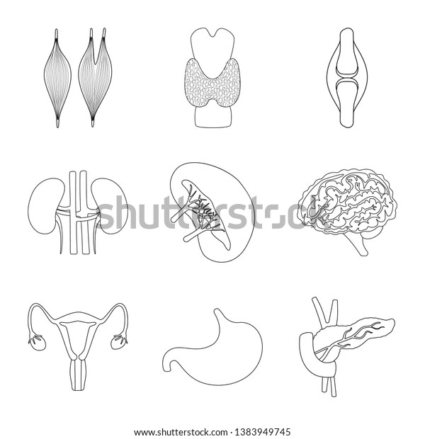 Vector Design Anatomy Organ Logo Collection Stock Vector (Royalty Free ...