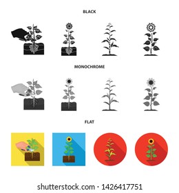 Vector Design Plant Bean Logo Collection Stock Vector (Royalty Free ...