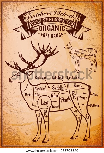 Vector Diagram Cut Carcasses Deer: เวกเตอร์สต็อก (ปลอดค่าลิขสิทธิ์ ...