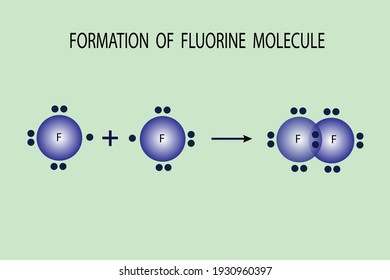 Vector Diagram Show Formation Fluorine Molecule: เวกเตอร์สต็อก (ปลอดค่า ...