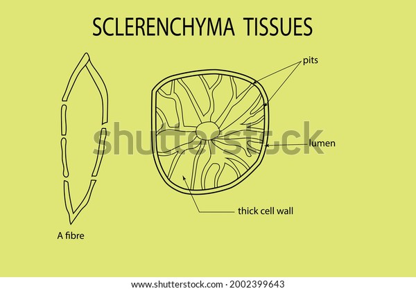 Vector Diagram Show Line Diagram Sclerenchyma Stock Vector (Royalty ...