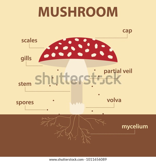 Vector Diagram Showing Parts Mushroom Whole: immagine vettoriale stock ...