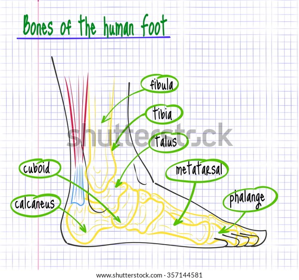 Vector Drawing Anatomy Human Foot Stock Vector (Royalty Free) 357144581 ...
