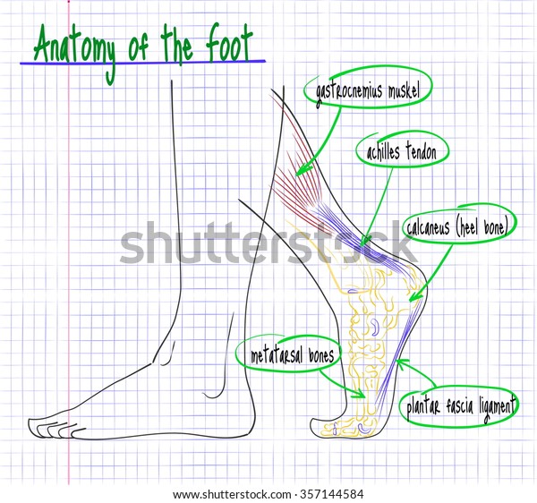 Vector Drawing Anatomy Human Foot Side Stock Vector (Royalty Free ...