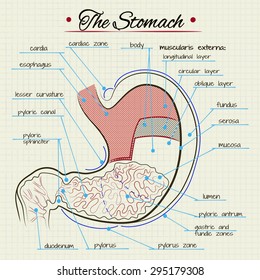 Vektor Stok Vector Drawing Anatomy Stomach (Tanpa Royalti) 295179308 ...