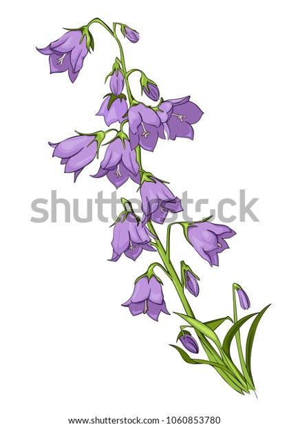 Vector Drawing Bell Flowers Isolated Floral Stock Vector (Royalty Free ...