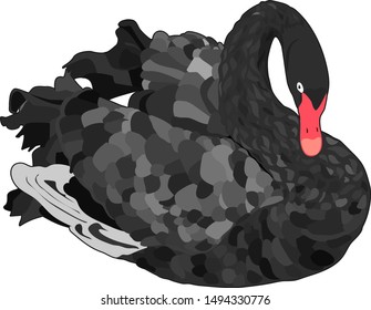 Vector Drawing Black Swan Stock Vector (Royalty Free) 1494330776 ...