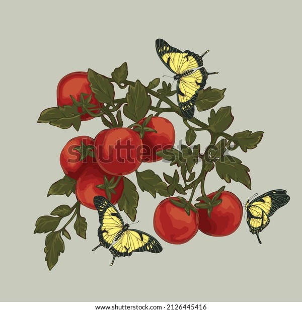 Vector Drawing Botanical Illustration Tomato Branch Stock Vector ...