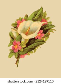 1,233 Kala flowers Images, Stock Photos & Vectors | Shutterstock