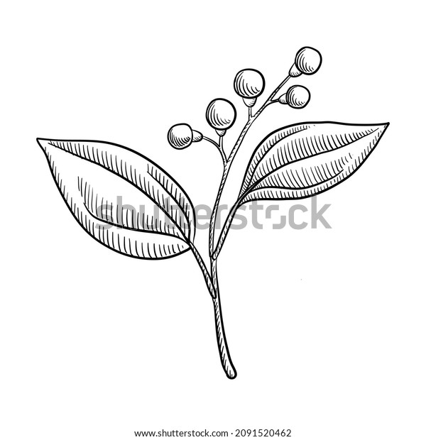 Vector Drawing Branch Camphor Tree Cinnamomum Stock Vector (Royalty ...