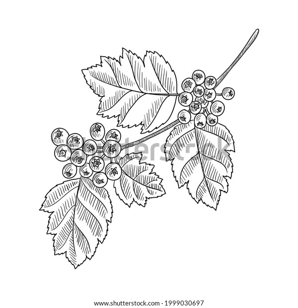 Vector Drawing Branch Hawthorn Tree Leaves Stock Vector (Royalty Free ...