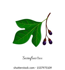 616 Sassafras tree Images, Stock Photos & Vectors | Shutterstock