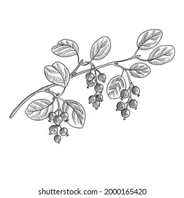 72 Serviceberry Stock Illustrations, Images & Vectors | Shutterstock