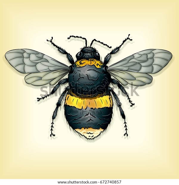 Vector Drawing Bumble Bee Easy Edit: vector de stock (libre de regalías ...