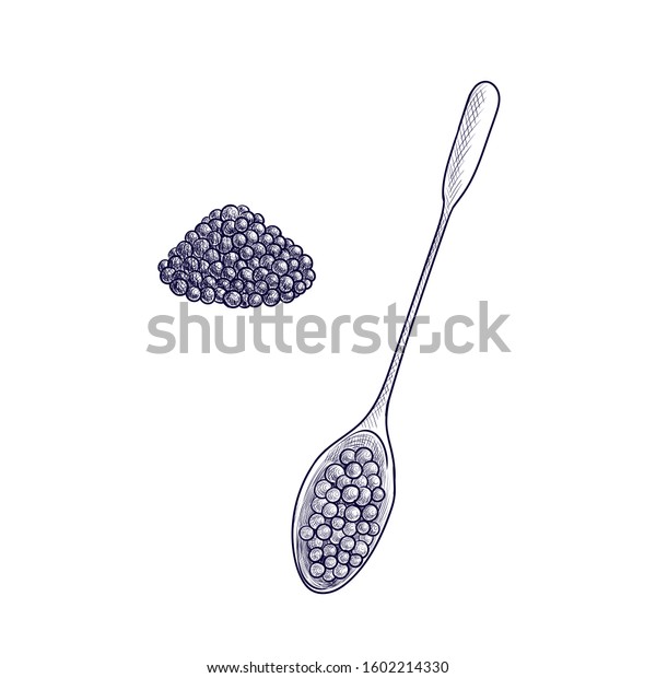 Vector Drawing Caviar Seafoods Hand Drawn Stock Vector (Royalty Free ...