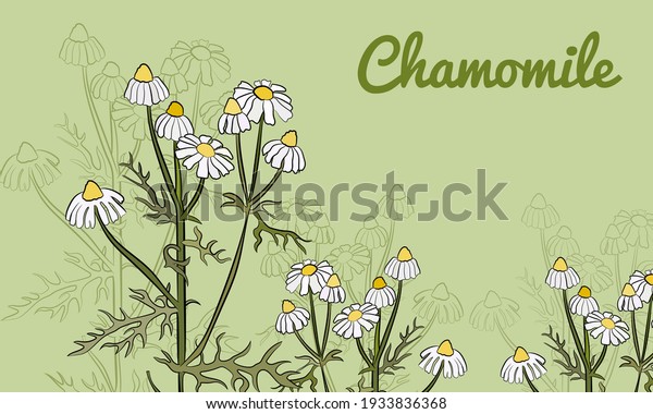 Vector Drawing Chamomile Officinalis Chamomile Sprig Stock Vector ...