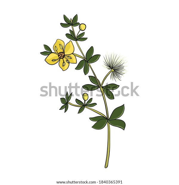 Vector Drawing Chaparral Larrea Tridentata Hand Stock Vector (Royalty ...
