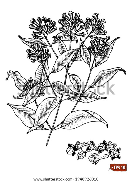 Vector Drawing Clove Plant Leaves Dry Stock Vector (Royalty Free ...