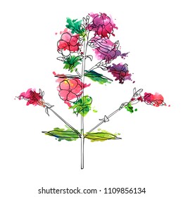Vector Drawing Flower Phlox Isolated Floral Stock Vector (Royalty Free ...