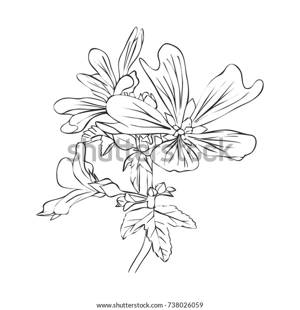 Vector Drawing Flowers Leaves Althaea Isolated: vector de stock (libre ...